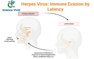 Herpes Simplex Viruses (HSV): Types, Pathogenesis, Clinical ...