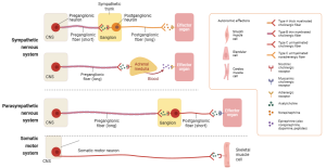 Peripheral Nervous System: Structure, Function, and Divisions ...