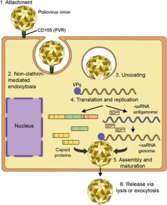Poliovirus: Structure, Replication, Pathogenesis, Clinical Features ...