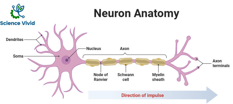 The Human Nervous System: Structure, Functions, and Divisions - Sciencevivid