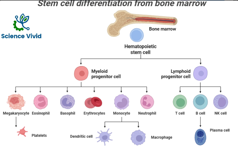 Development and activation of lymphocytes, Antigen presenting cells and ...